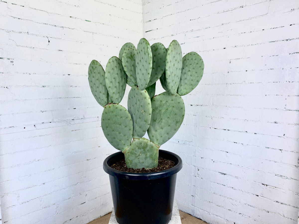 Opuntia Burbank Spineless - Mickey Mouse Cactus | The Plant Co.